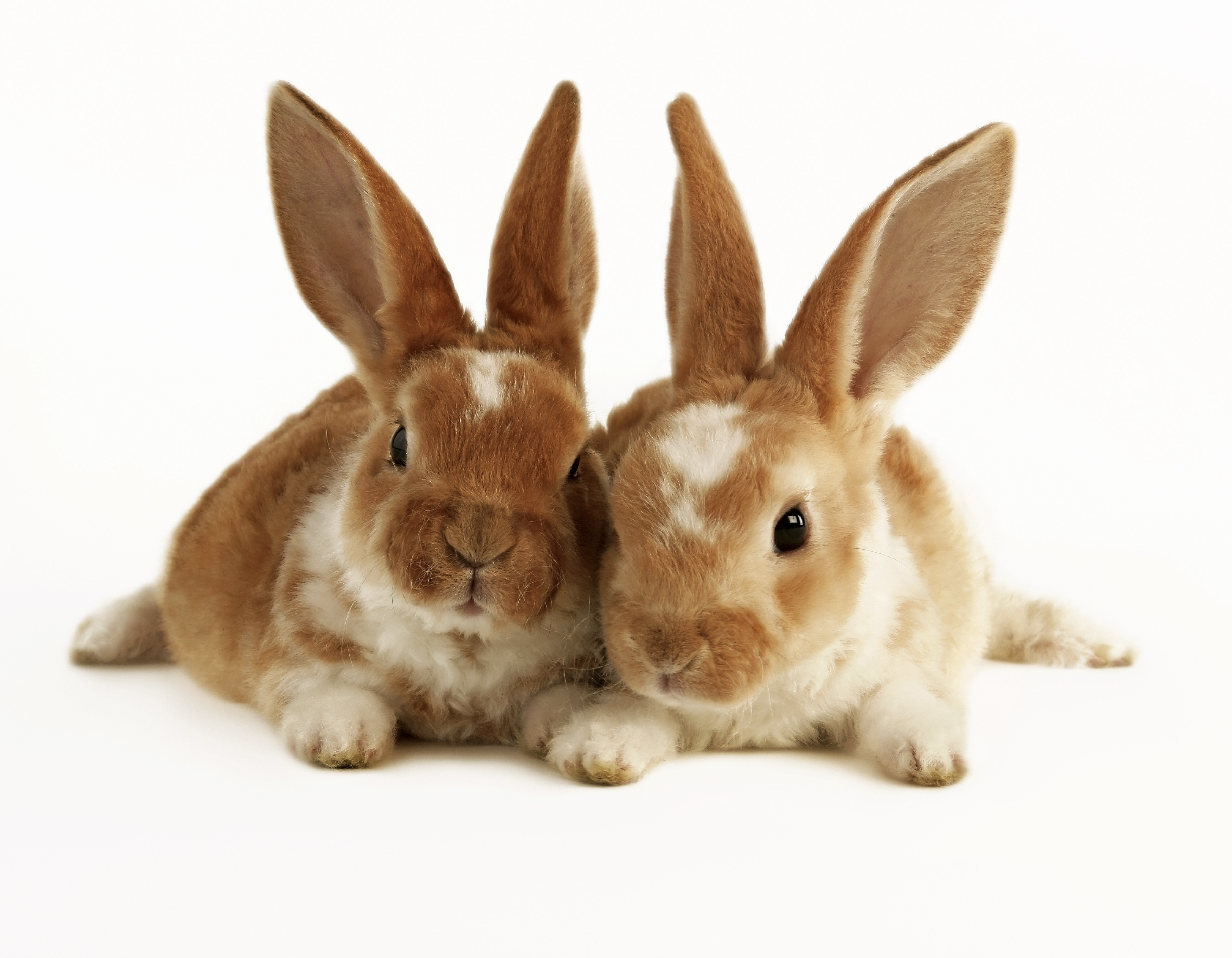 Two brown and white baby rabbits - Professional Beauty